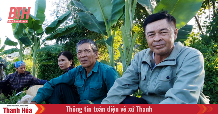 Cần sớm chi trả tiền thu mua rau má cho người dân làng cổ