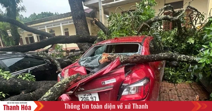 Cây đổ trong sân trường đè bẹp 4 ô tô