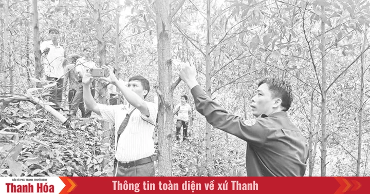 Chuyển hóa rừng trồng gỗ nhỏ thành rừng gỗ lớn – những hiệu quả bước đầu