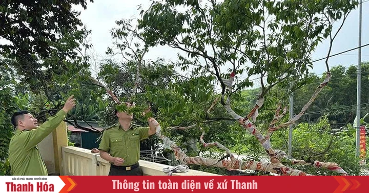 Siết chặt kiểm soát khai thác, buôn bán cây muội hồng
