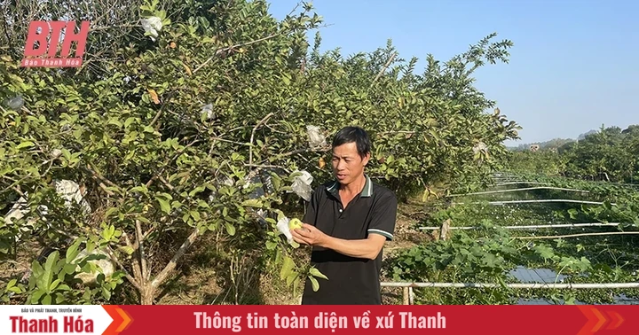 Nông dân Lê Văn Bình làm giàu trên đồng đất trũng