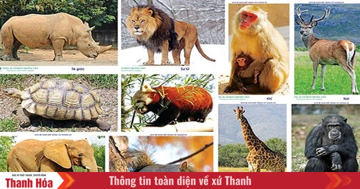 Quần thể động vật hoang dã trên thế giới giảm 70% trong 50 năm qua