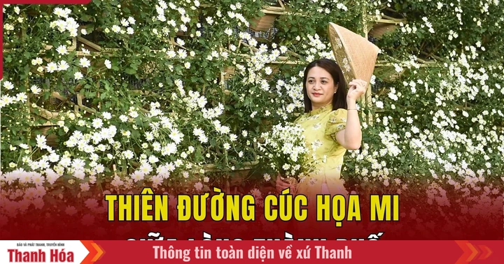 Thiên đường cúc họa mi giữa lòng thành phố