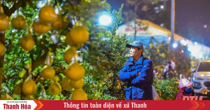 Trắng đêm trông cây cảnh Tết ở TP Thanh Hóa