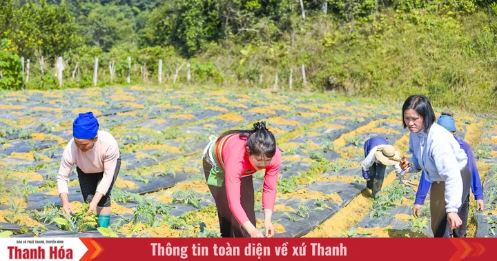 Từ đất dốc Cao Sơn đến vùng dược liệu atiso