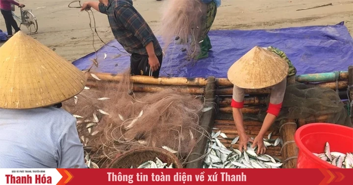 Về Sầm Sơn thưởng thức quà của biển