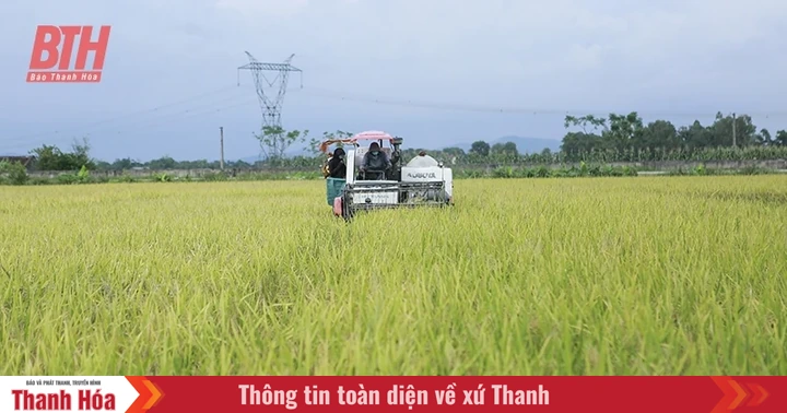 Vụ lúa xuân “thắng lợi kép”