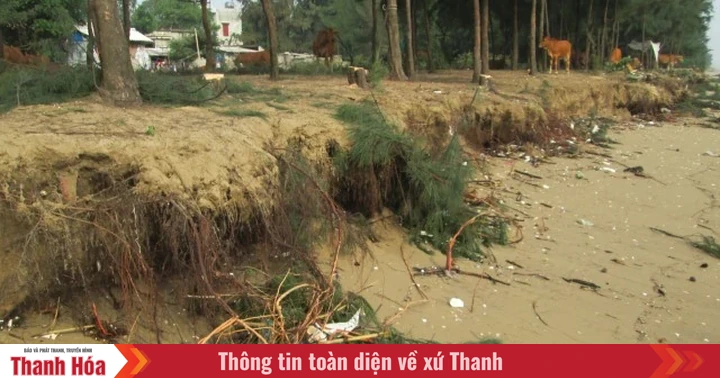 Xã Quảng Nham: Nước biển xâm thực chỉ còn cách nhà dân khoảng 20m